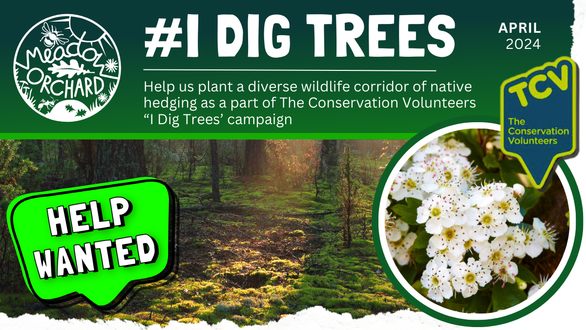 I Dig Trees – Meadow Orchard Project