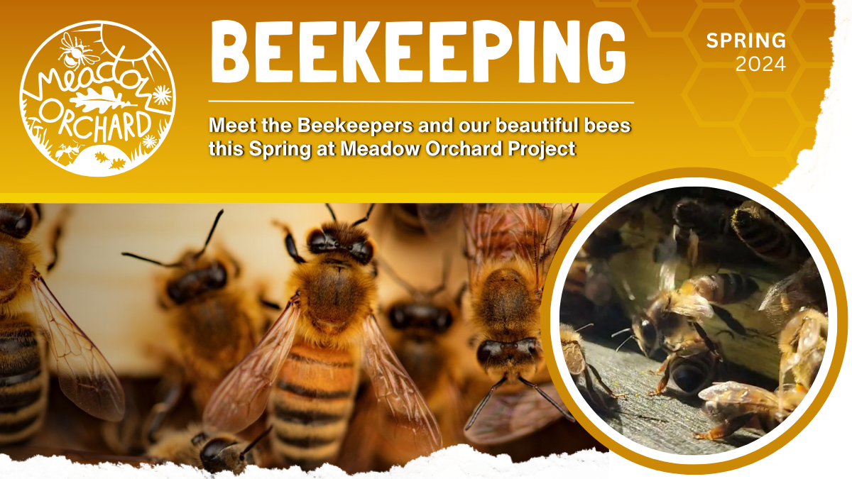 Beekeeping – Meadow Orchard Project