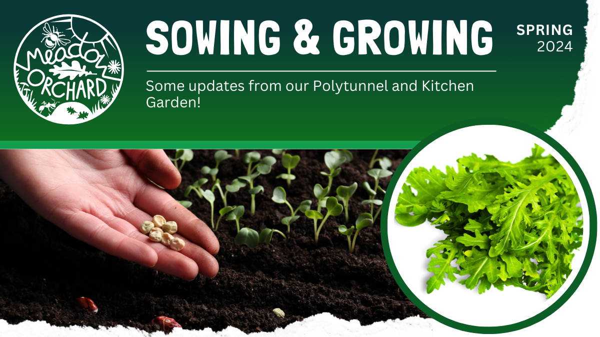 Sowing & Growing – Meadow Orchard Project