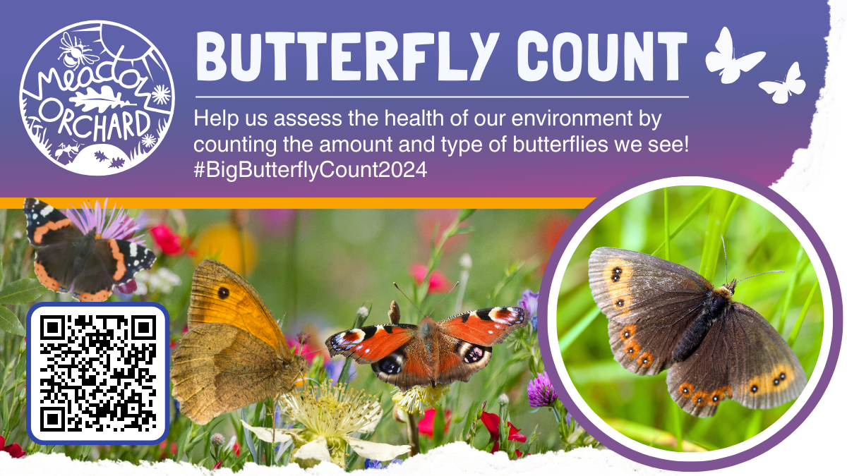 The Big Butterfly Count – Meadow Orchard Project