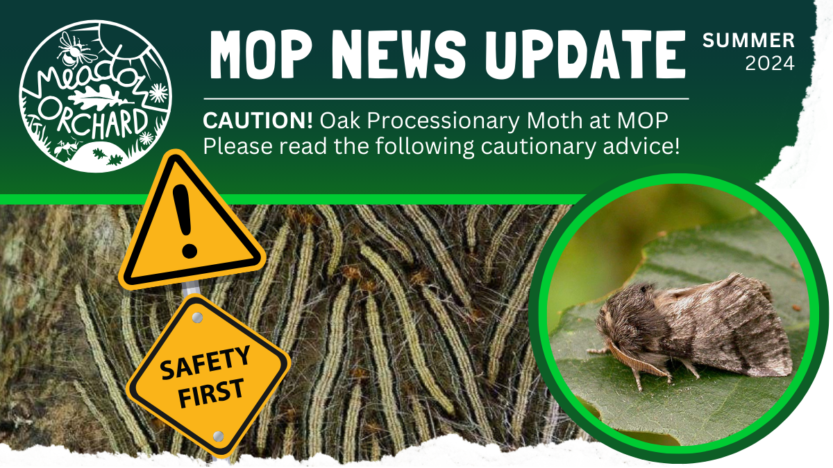 Oak Processionary Moth – Meadow Orchard Project