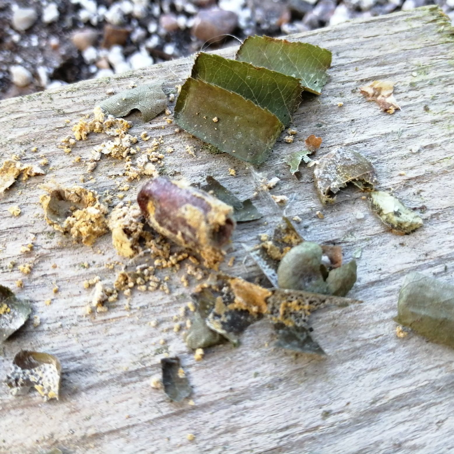 Homes for Solitary Bees – Meadow Orchard Project