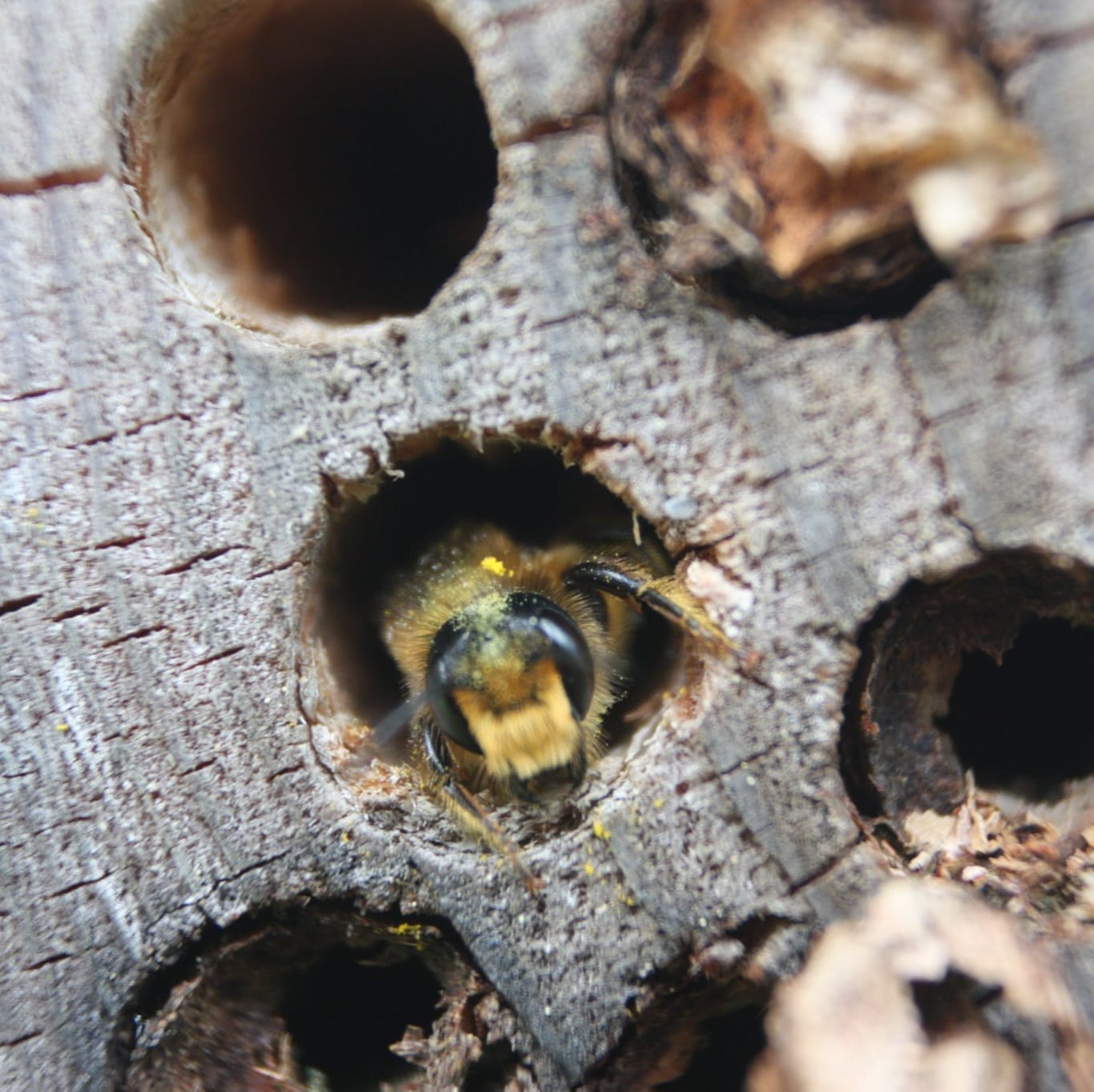 Homes for Solitary Bees – Meadow Orchard Project