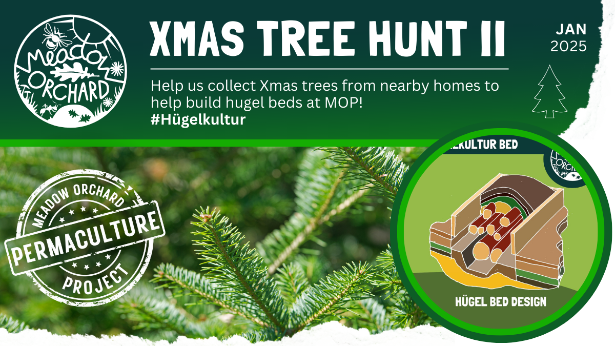 Xmas Tree Hunt II 🎄🪓 – Meadow Orchard Project