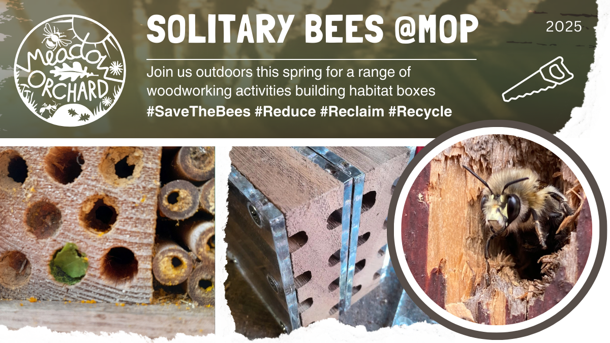 Homes for Solitary Bees – Meadow Orchard Project