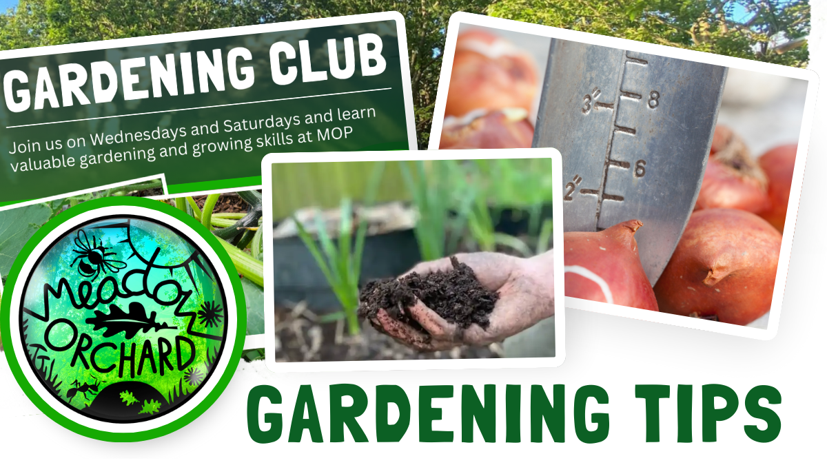 Plant Propagation: Mint Cuttings – Meadow Orchard Project