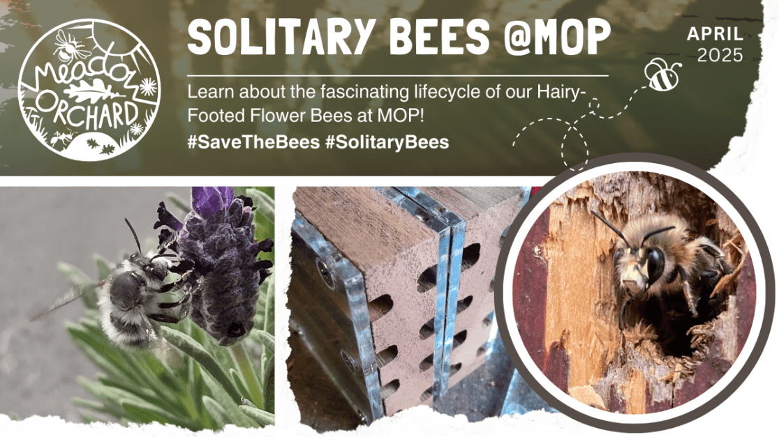 The Hairy-Footed Flower Bee: An Early Pollinator – Meadow Orchard Project